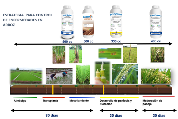 “Si no prevenimos las enfermedades vamos a tener problemas serios en cultivos de arroz”